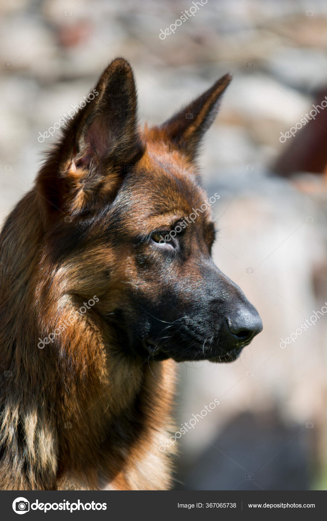 German Shepherd Head Profile