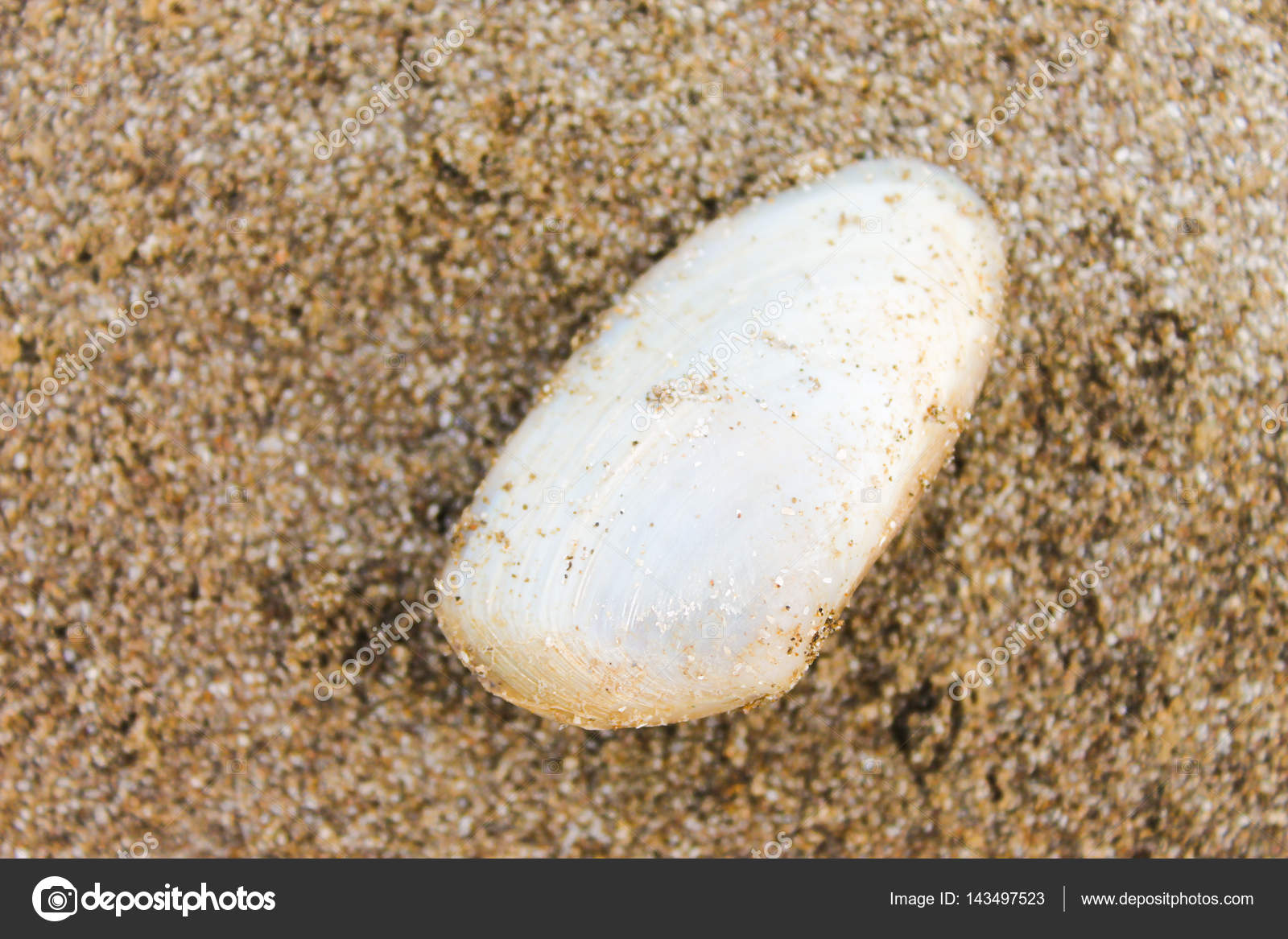 Clam in The Sand Beach Stock Photo by ©Sofiart 143497523