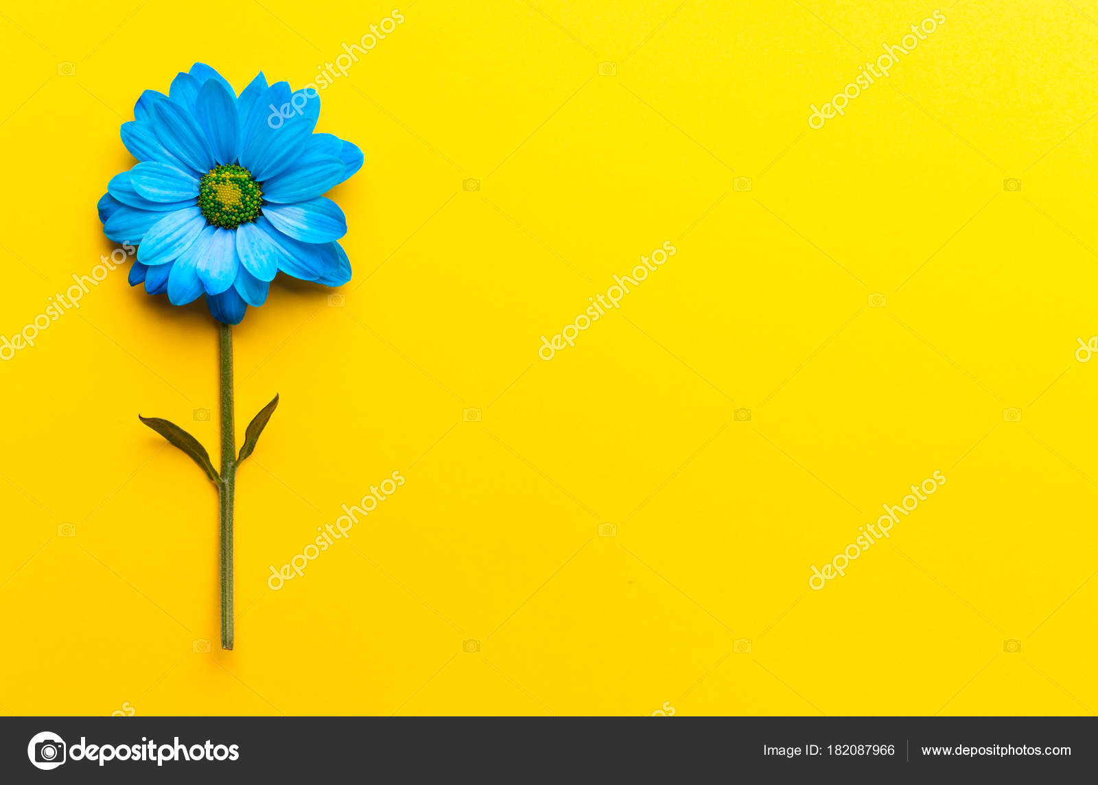 Blue And Yellow Flowers Background