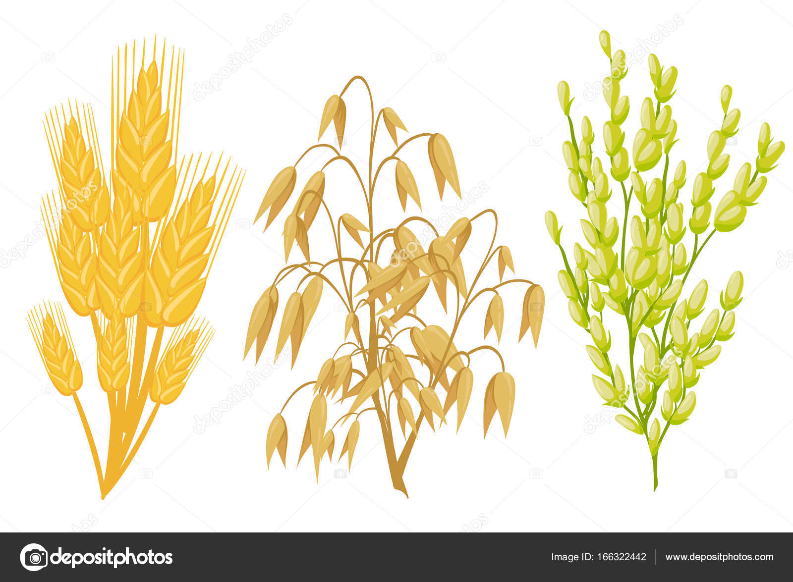 Vaina De Trigo Clip Art Carbones Del Trigo | Engormix