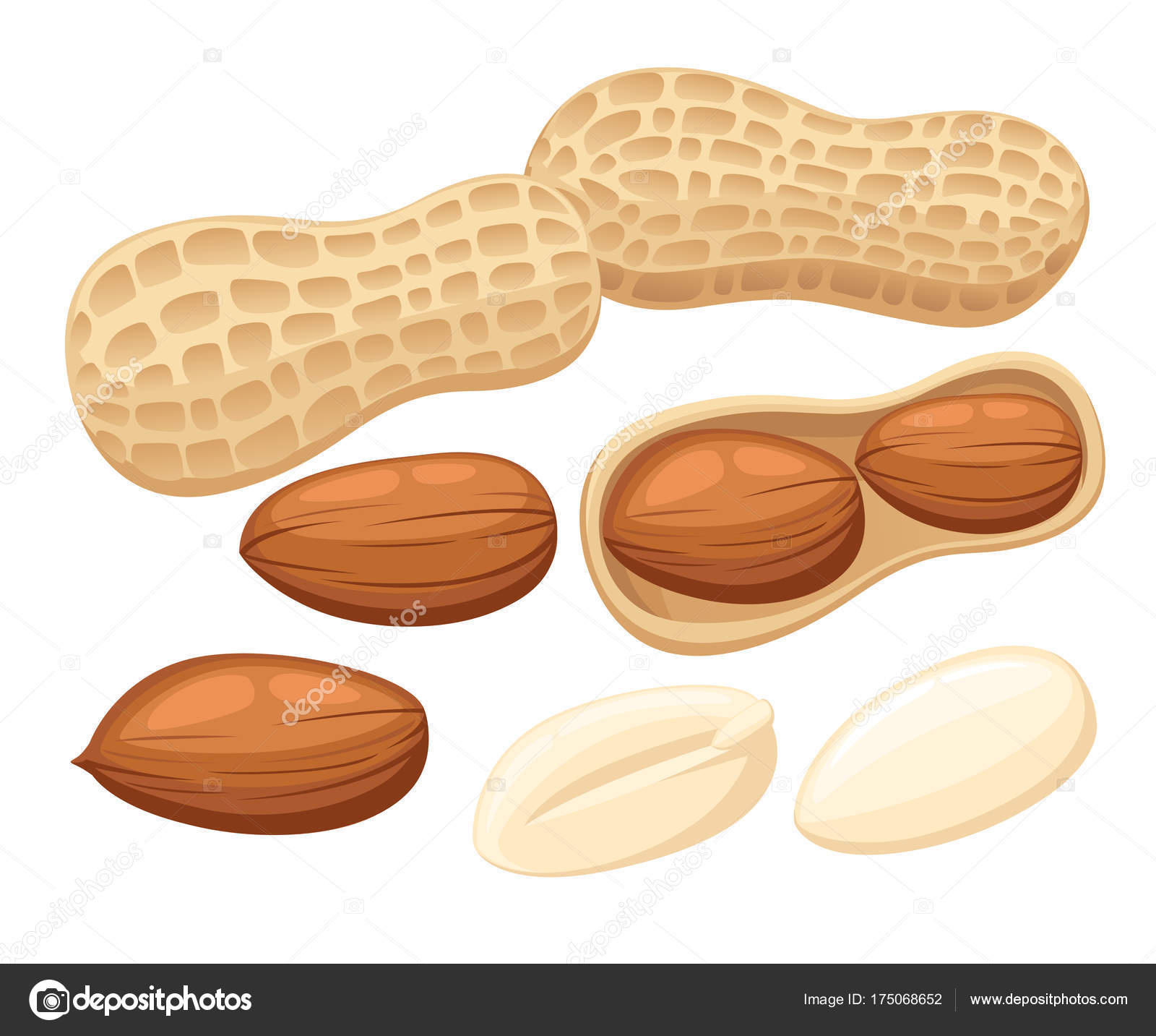 Vector Illustration Set Peanuts Isolated White Background Design ... Vector Illustration Set Peanuts Isolated White Background Design ...