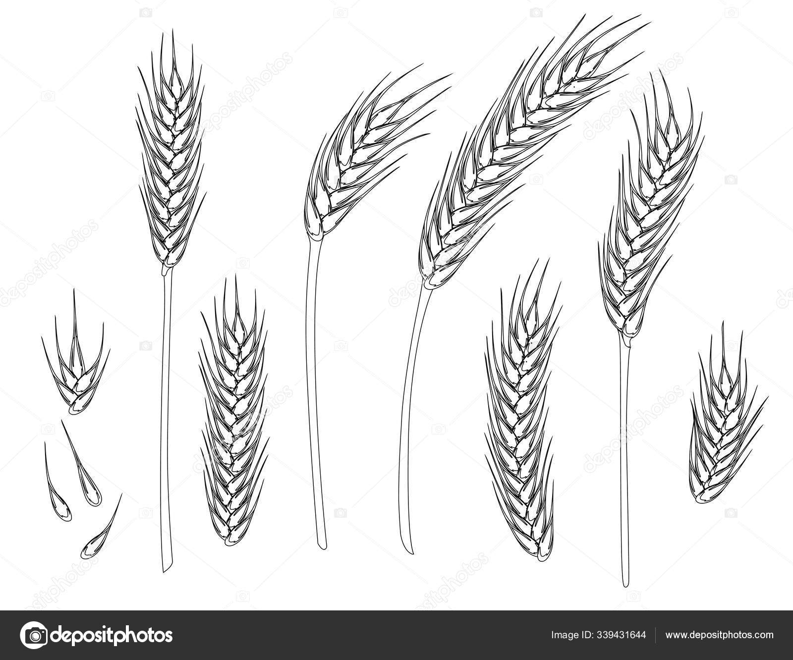 Weizenhalme Vektor