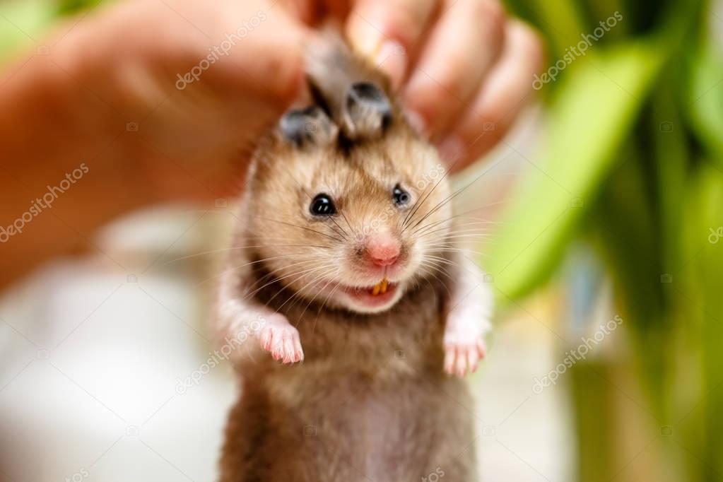The Syrian hamster, scary face with teeth — Stock Photo © milanchikov ...