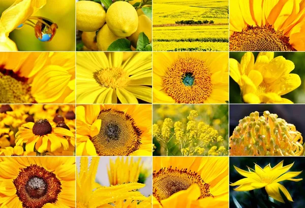 Yellow collage Images - Search Images on Everypixel