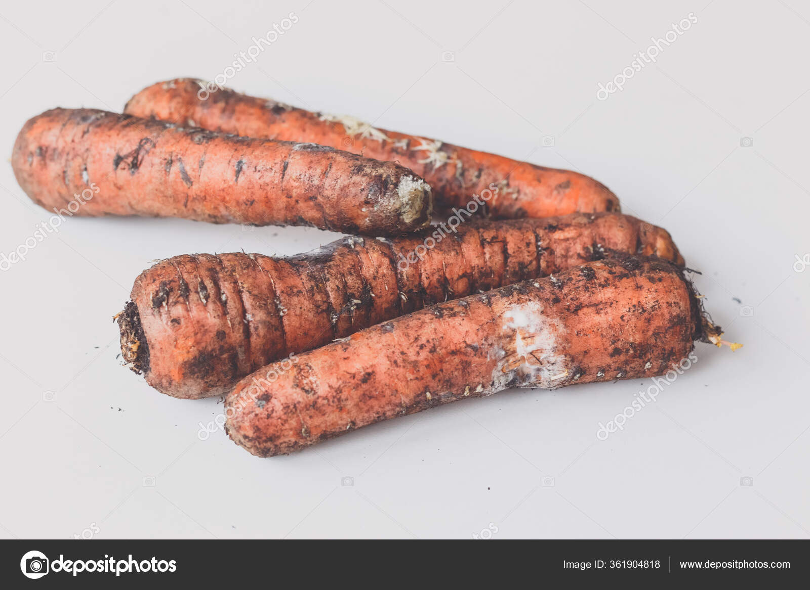 Carrots Rotting
