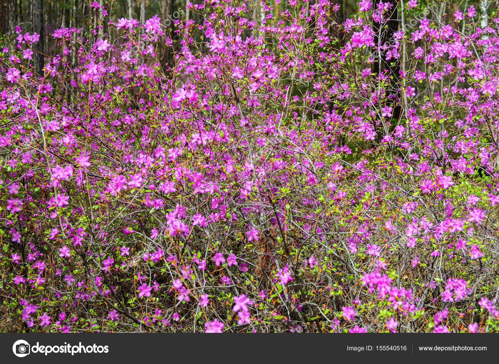 Flowers of Eastern Siberia Ledum Stock Photo by ©elevad@mail.ru 155540516