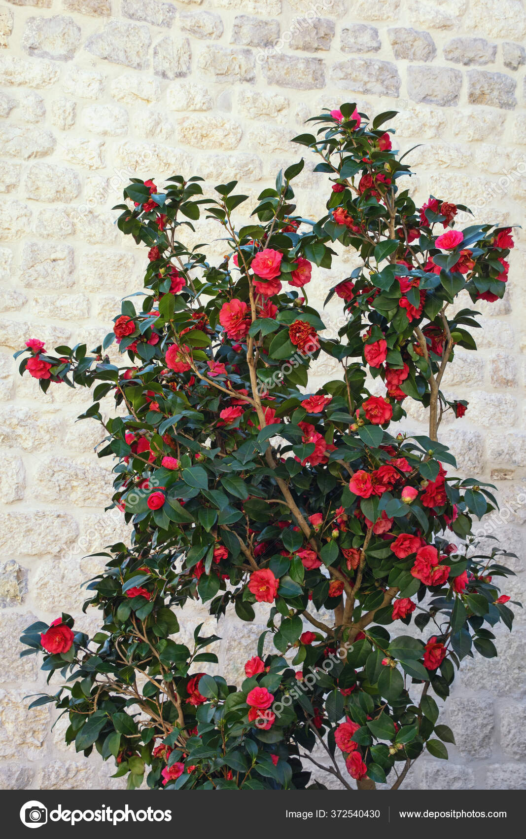 Red Camellia Tree