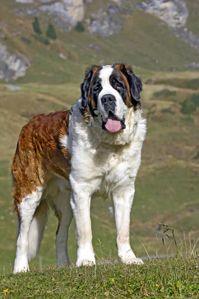 Swiss alps dogs Stock Photos, Royalty Free Swiss alps dogs Images ...