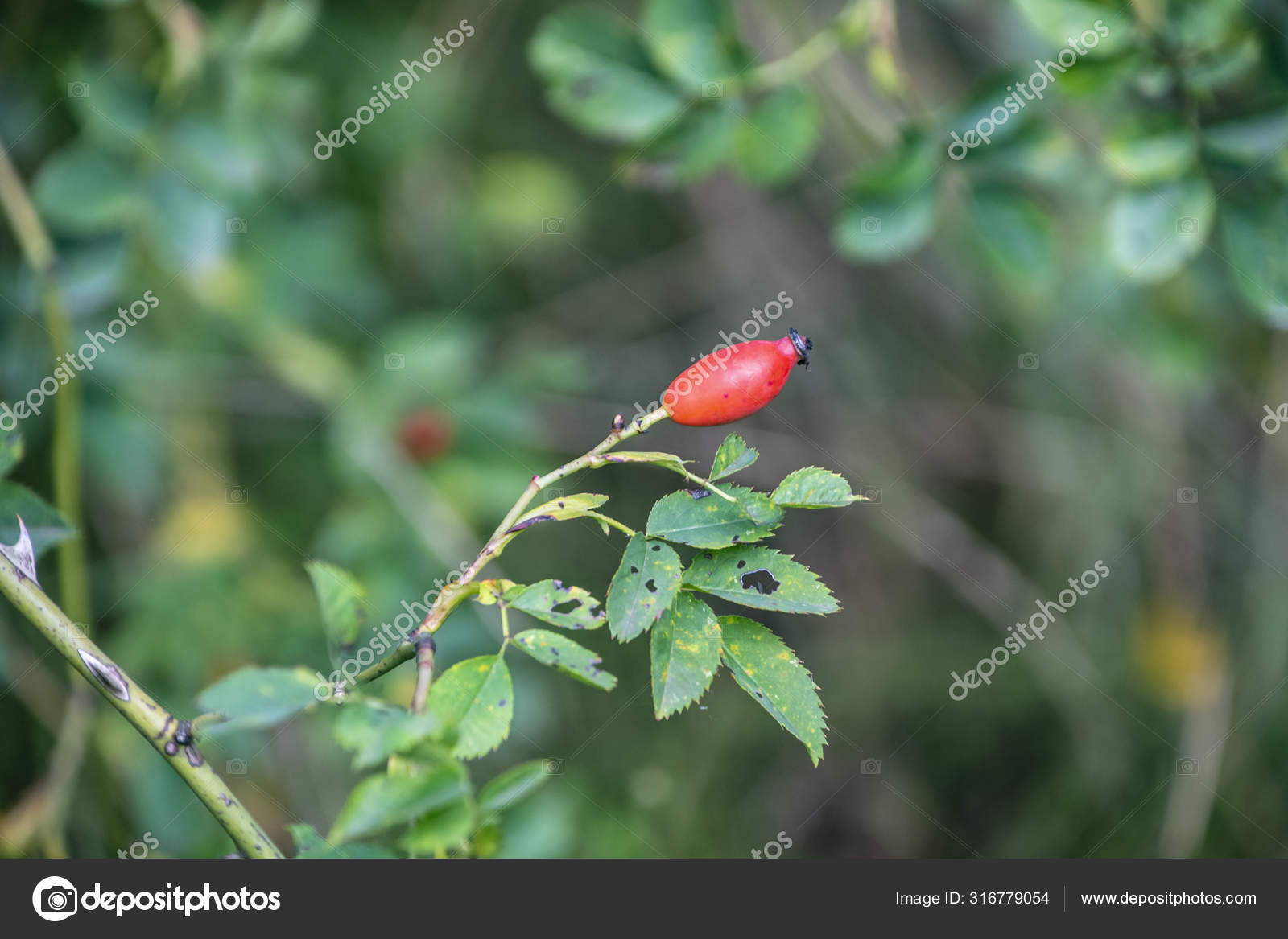 Close up wild rose hips bush in nature with bright wild rose or dog ...