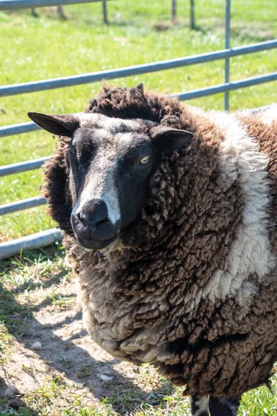 Sheer sheep Stock Photos, Royalty Free Sheer sheep Images | Depositphotos