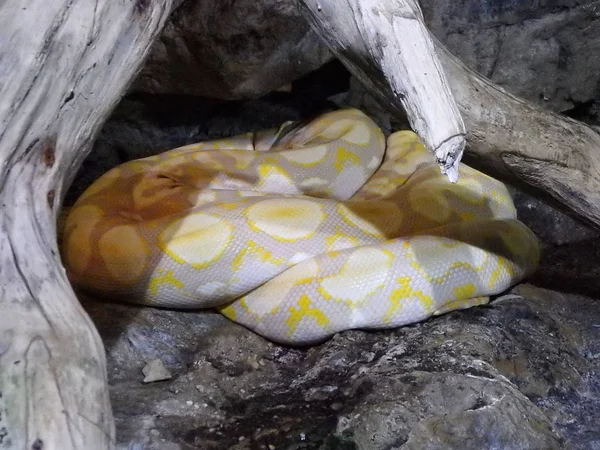 Python nest Stock Photos, Royalty Free Python nest Images | Depositphotos