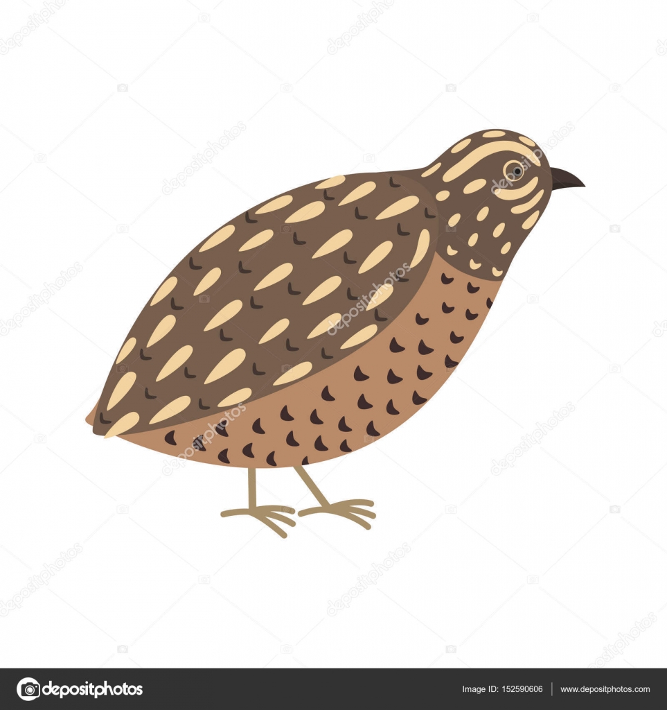 Cartoon Flying Quail