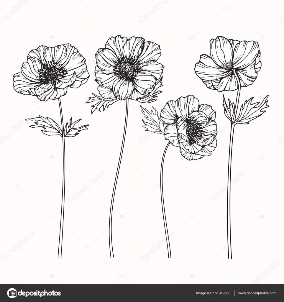 How To Draw An Anemone