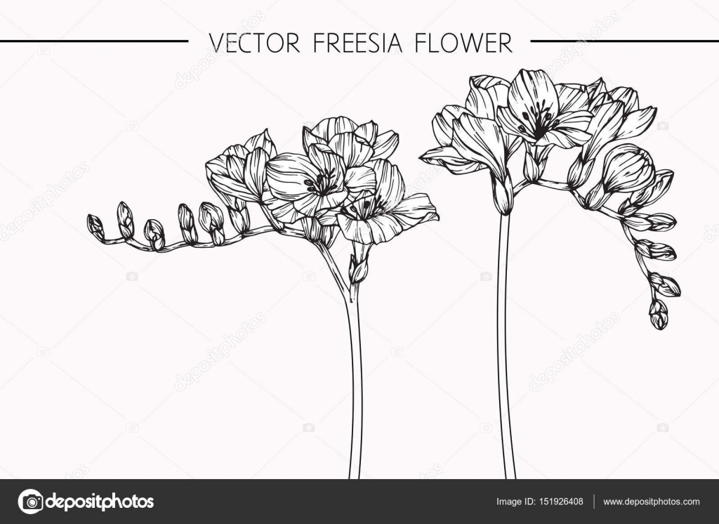 Freesia flowers drawing and sketch with line-art Stock Vector Image by ...