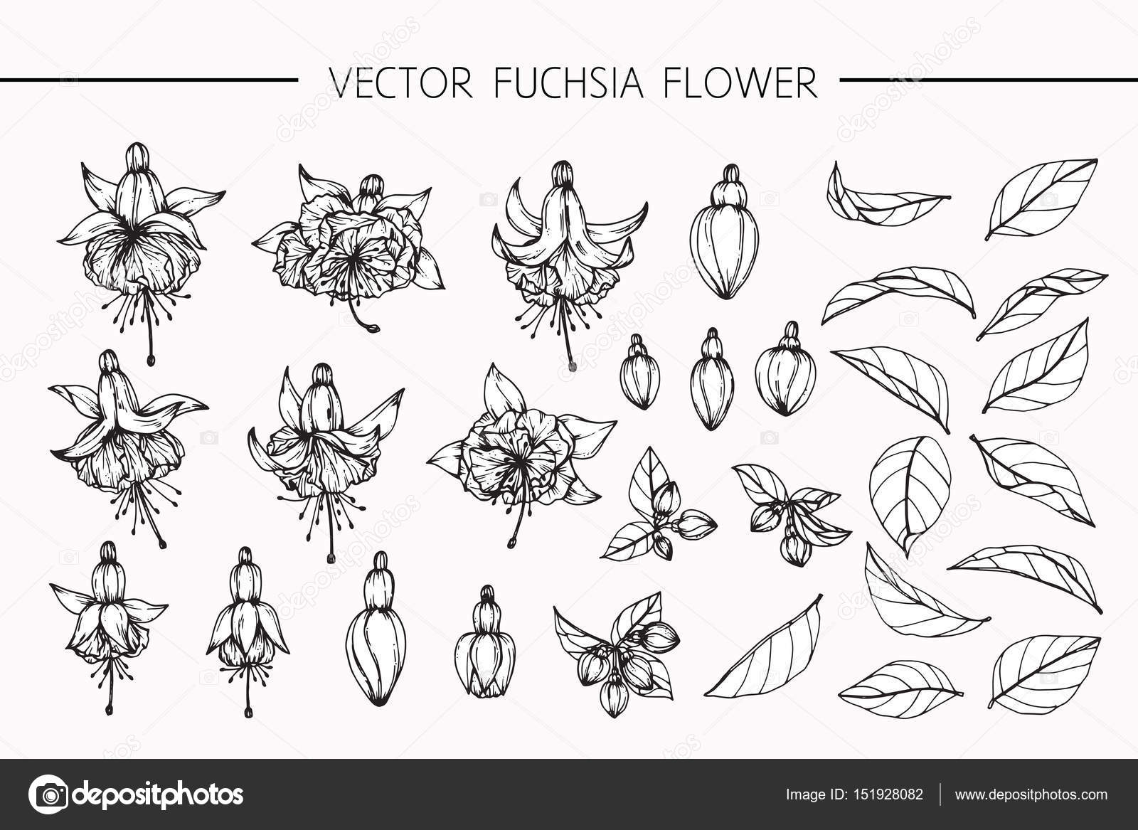 Fuchsia flowers drawing and sketch with line-art Stock Vector Image by ...