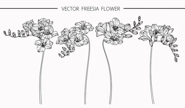 Freesia flowers drawing and sketch with line-art Stock Vector Image by ...