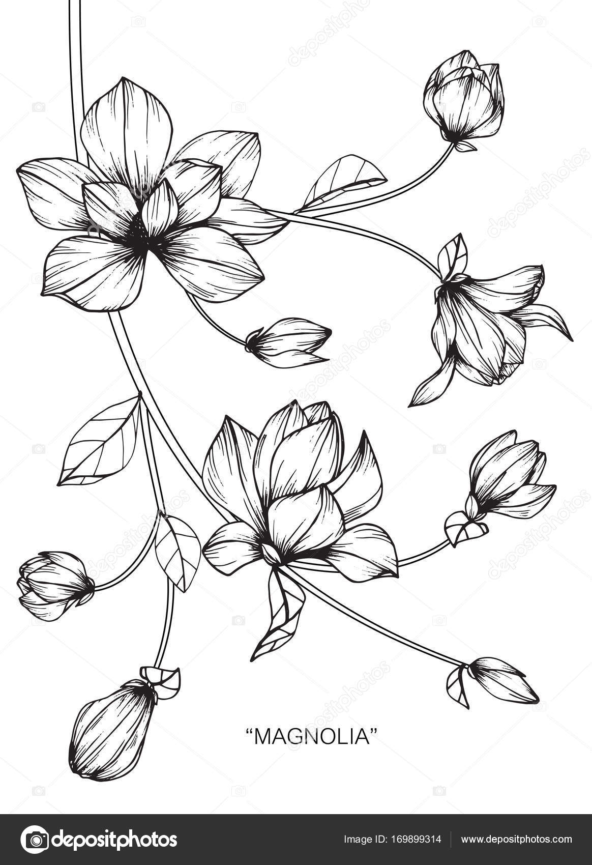 White Magnolia Flower Drawing | Best Flower Site