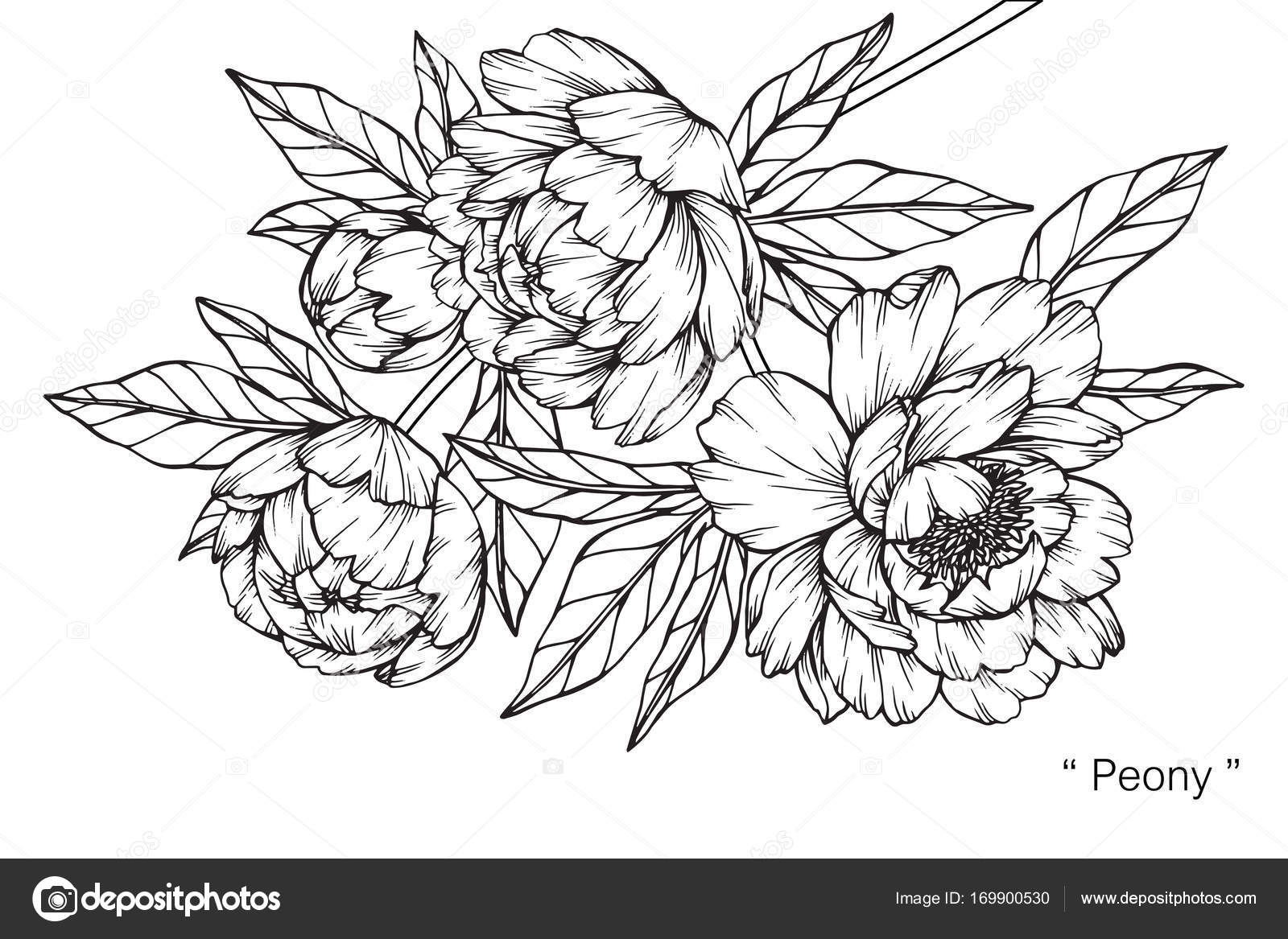 Peony Flower Drawing Sketch Black White Line Art Stock Illustration by ... Peony Flower Drawing Sketch Black White Line Art Stock Illustration by ...