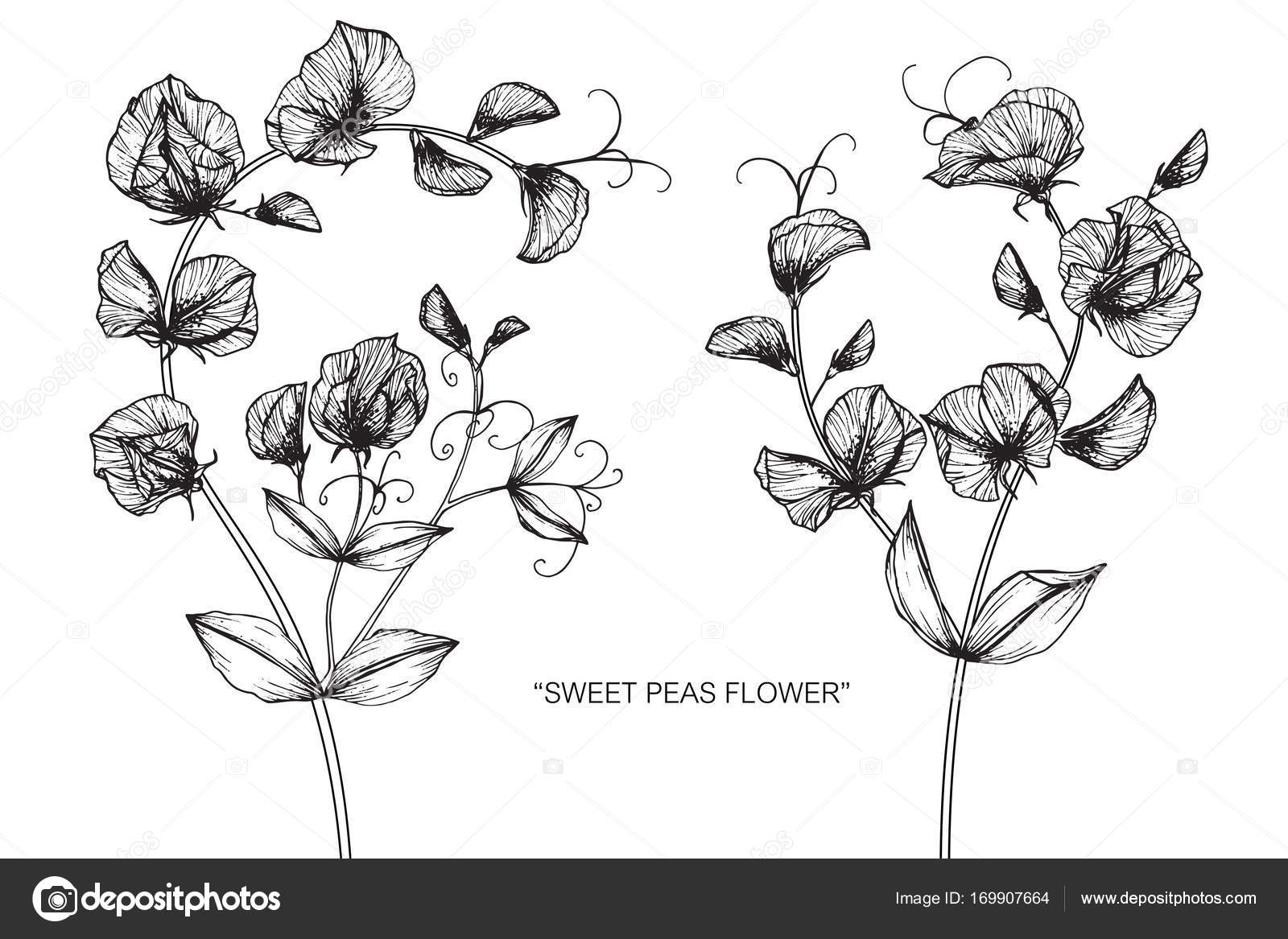 Sweet Pea Flower Art