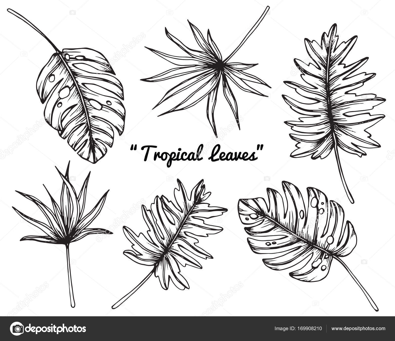 Tropical leaves drawing. Drawing and sketch with black and white line ...