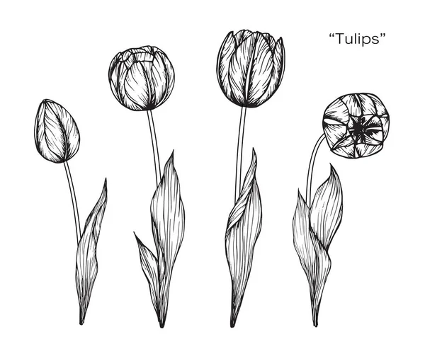Tulip flower drawing | Tulips flower. Drawing and sketch with black and ...