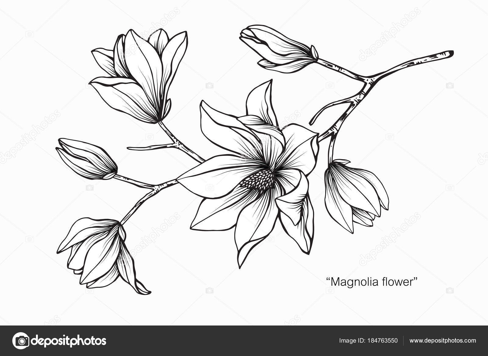 Rysunek Obraz: Kwiat Magnolii Rysunek