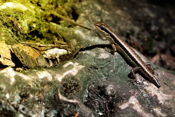 Close up of Asia lizard called eutropis multifasciata in asia forest ...