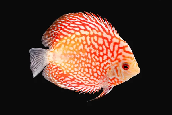 Fotos de Peixes discus de cor laranja, Imagens de Peixes discus de cor ...