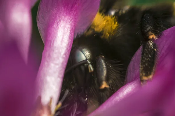 Bumblebee makro Stock Photos, Royalty Free Bumblebee makro Images ...