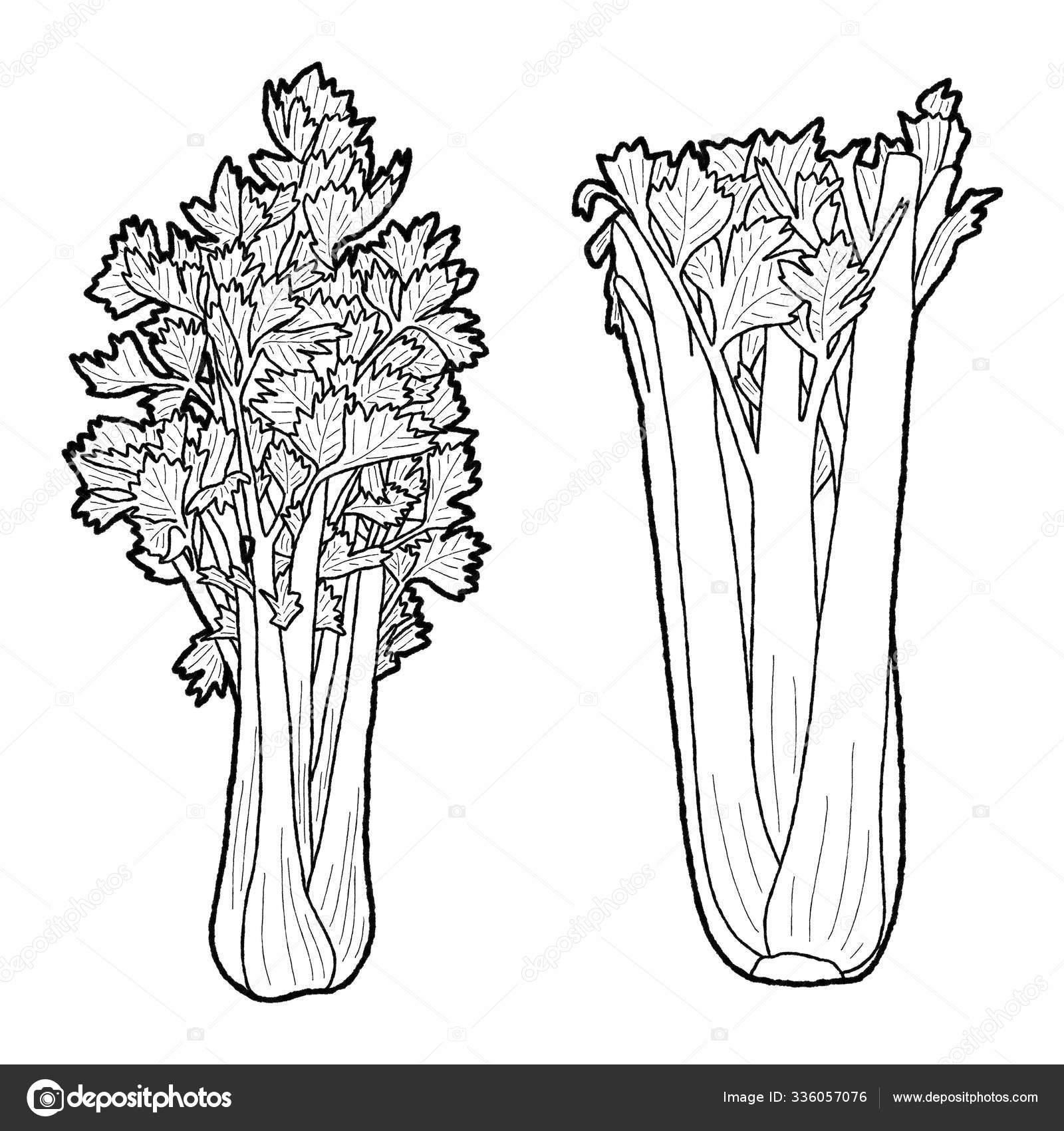 Celery Vector Illustration Hand Drawn Vegetable Cartoon Art Stock ... Celery Vector Illustration Hand Drawn Vegetable Cartoon Art Stock ...