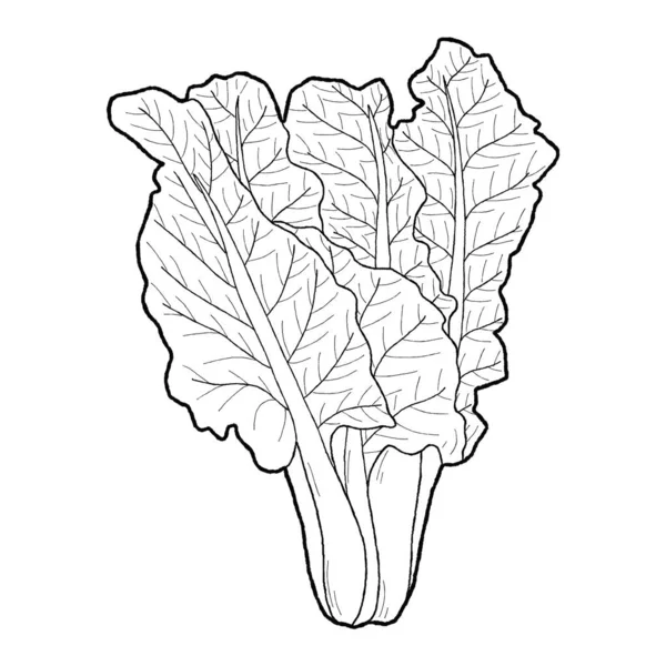 Celery Vector Illustration Hand Drawn Vegetable Cartoon Art Stock ...