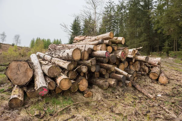 Stock Pile Timber Chopped Trees Make Clear Farming Crops Forestation ...