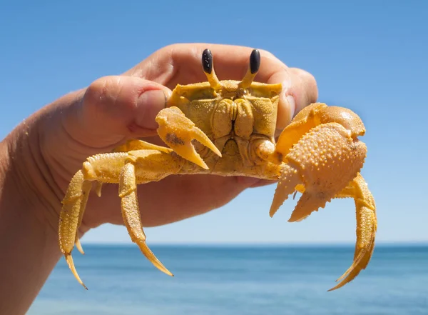 Ghost crab Stock Photos, Royalty Free Ghost crab Images | Depositphotos
