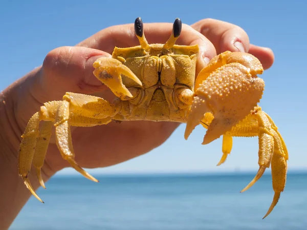 Ghost crab Stock Photos, Royalty Free Ghost crab Images | Depositphotos