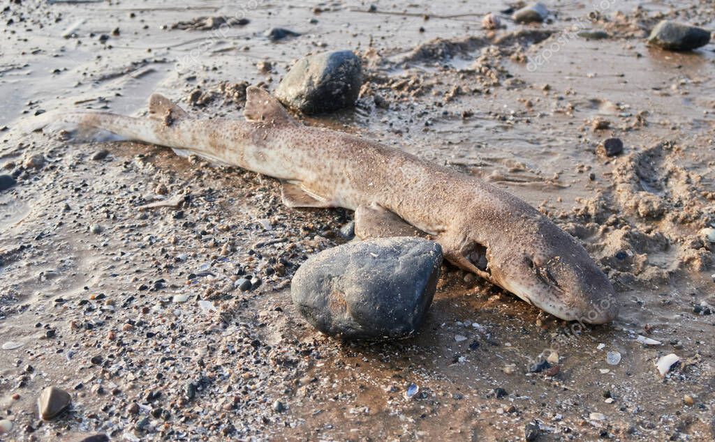 Es una de las especies más conocidas de la familia Squalidae de ...