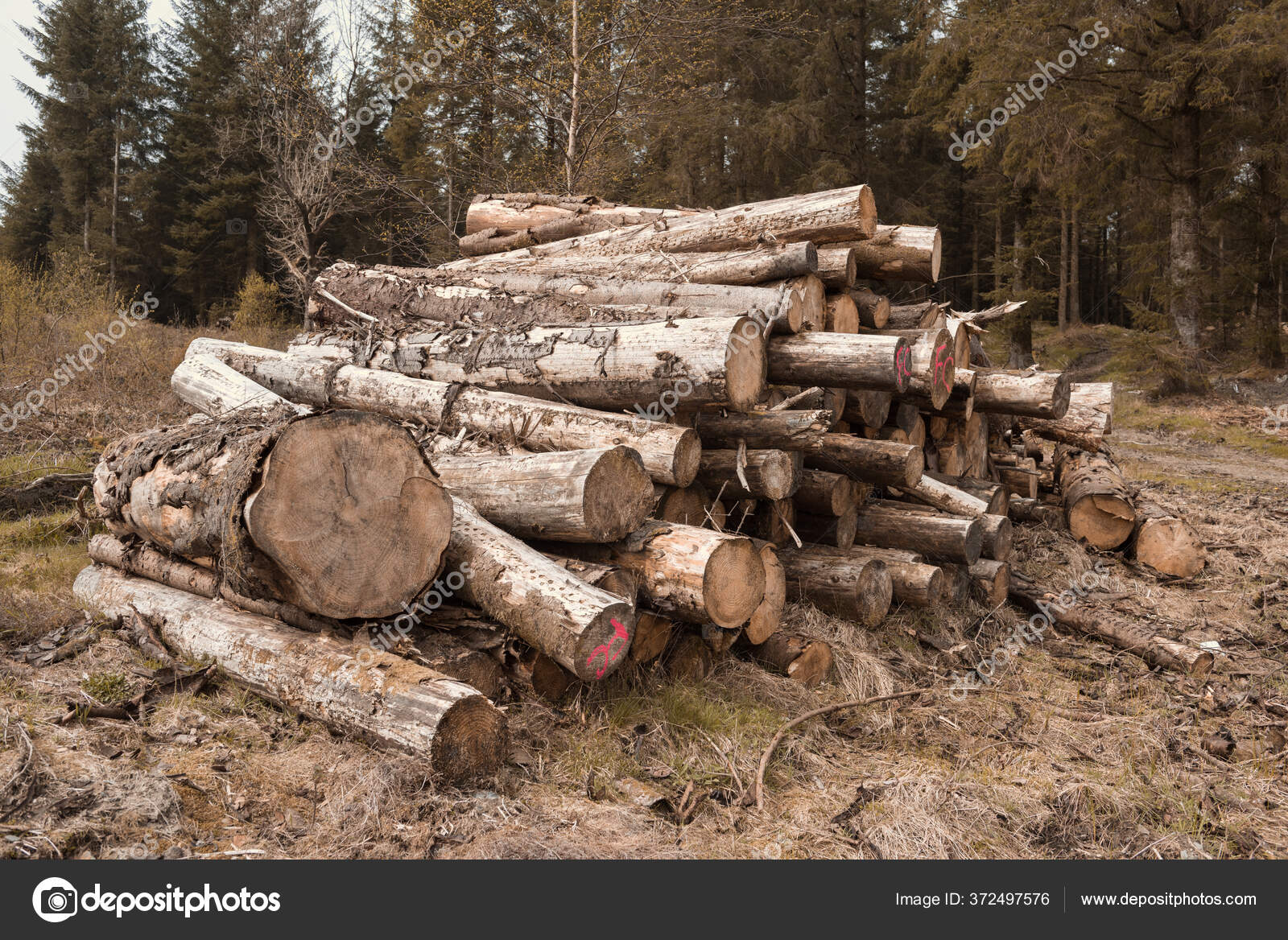 Stock Pile Timber Chopped Trees Make Clear Farming Crops Forestation ...