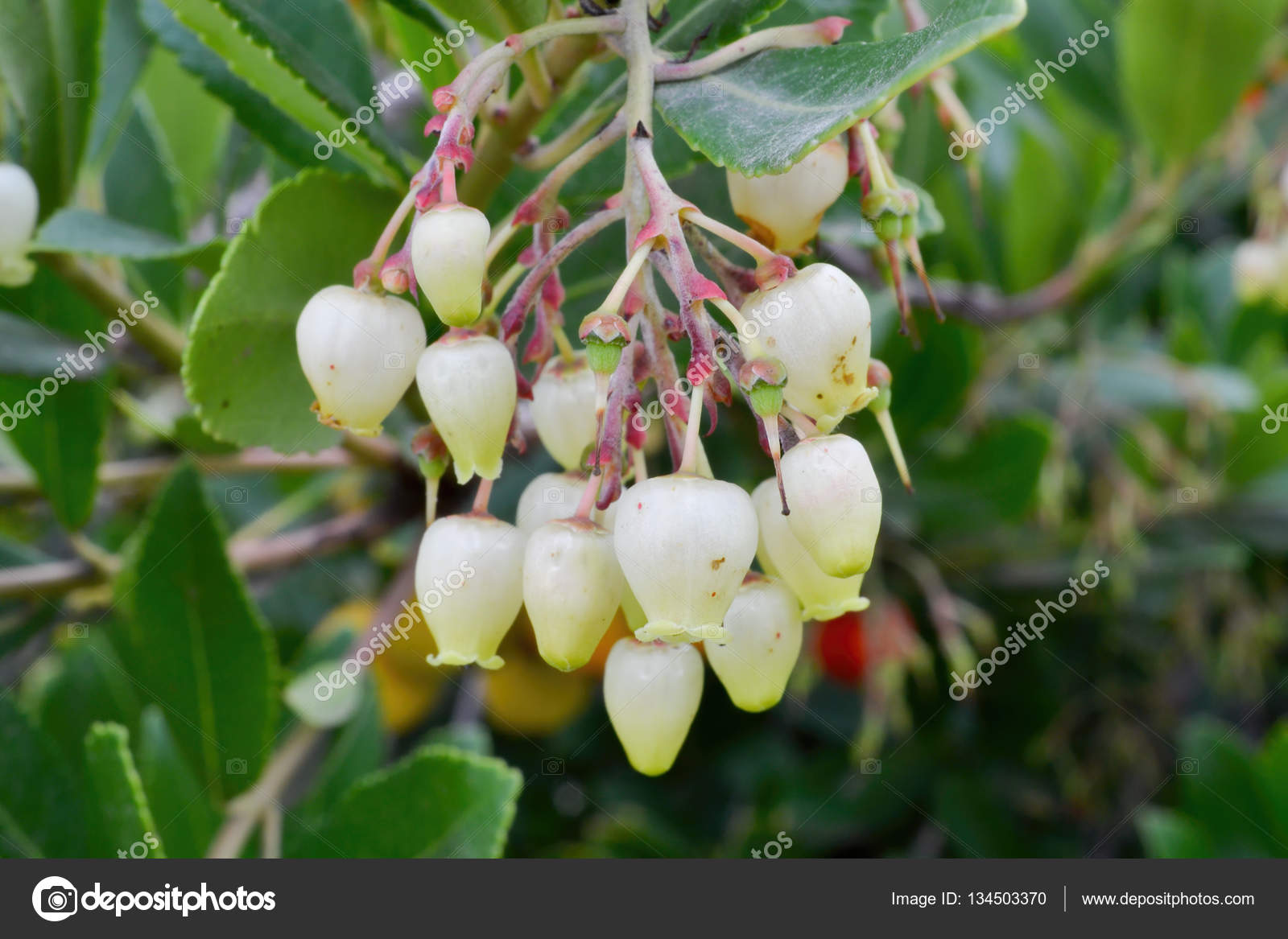 Strawberry Tree Flower