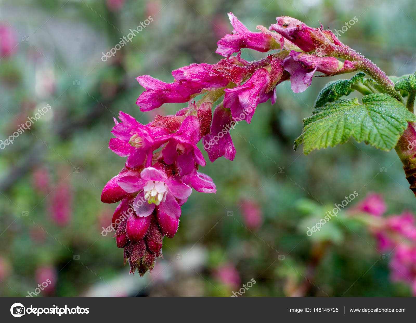 Ribes malvaceum flower Stock Photo by ©AlessandraRC 148145725