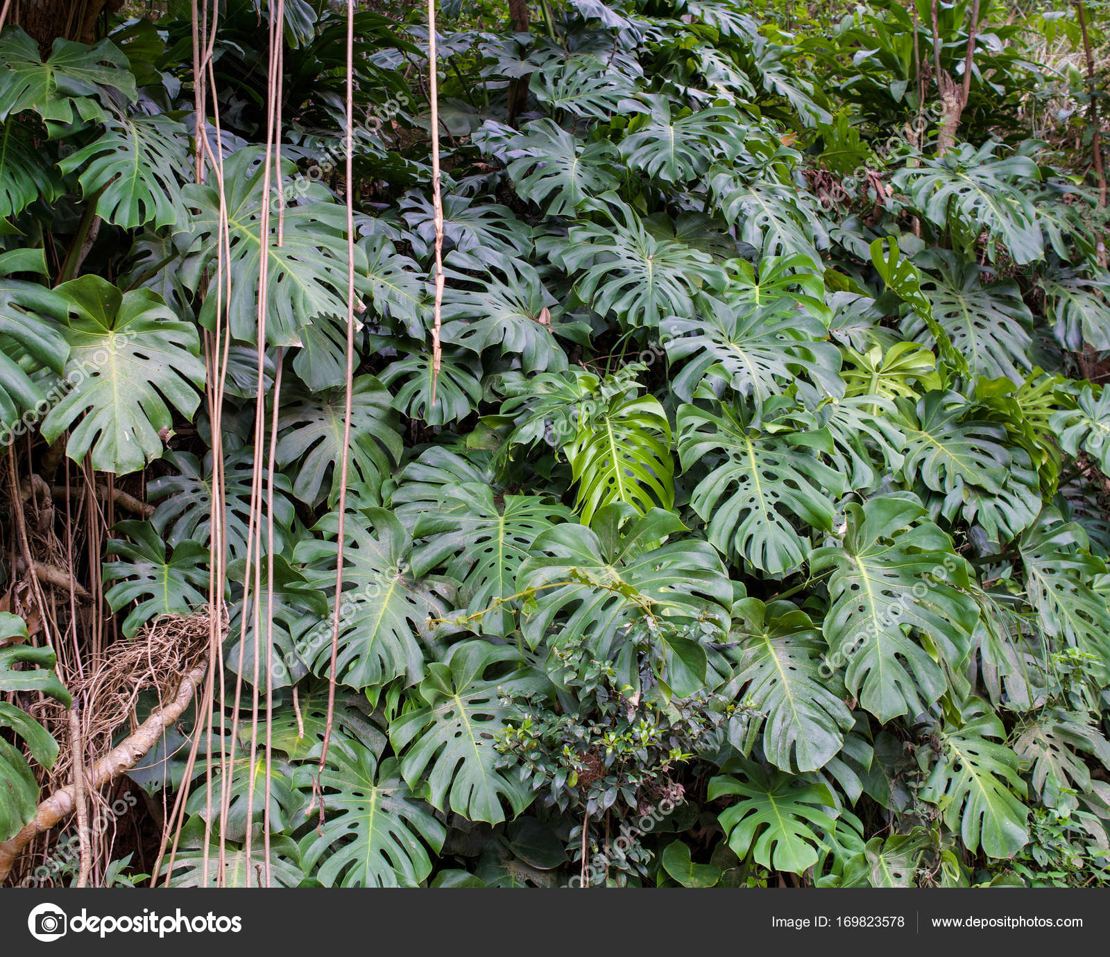 Monstera deliciosa background — Stock Photo © AlessandraRC #169823578