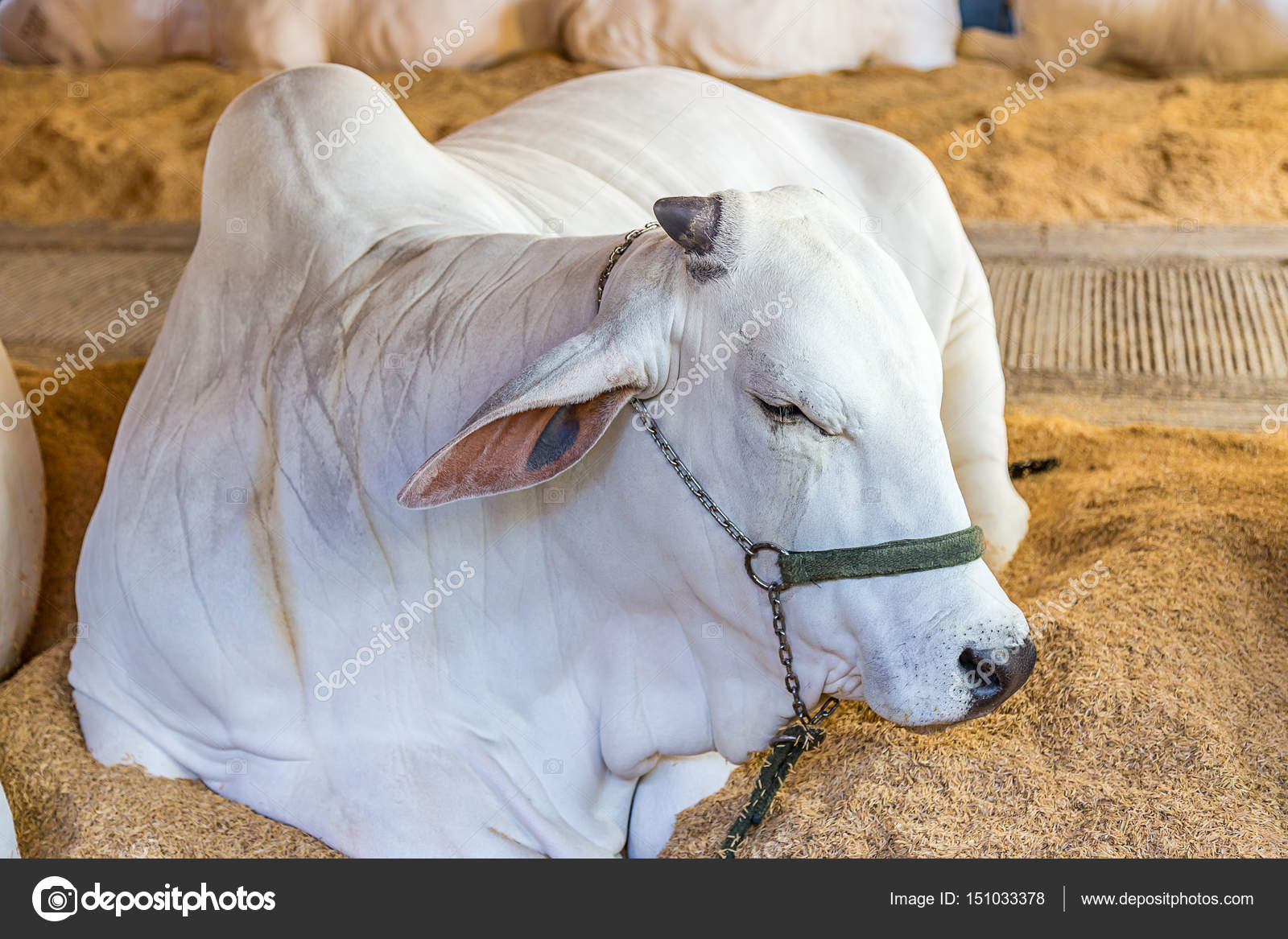 Brazilian Nelore elite cattle in a exposition park ⬇ Stock Photo, Image ...