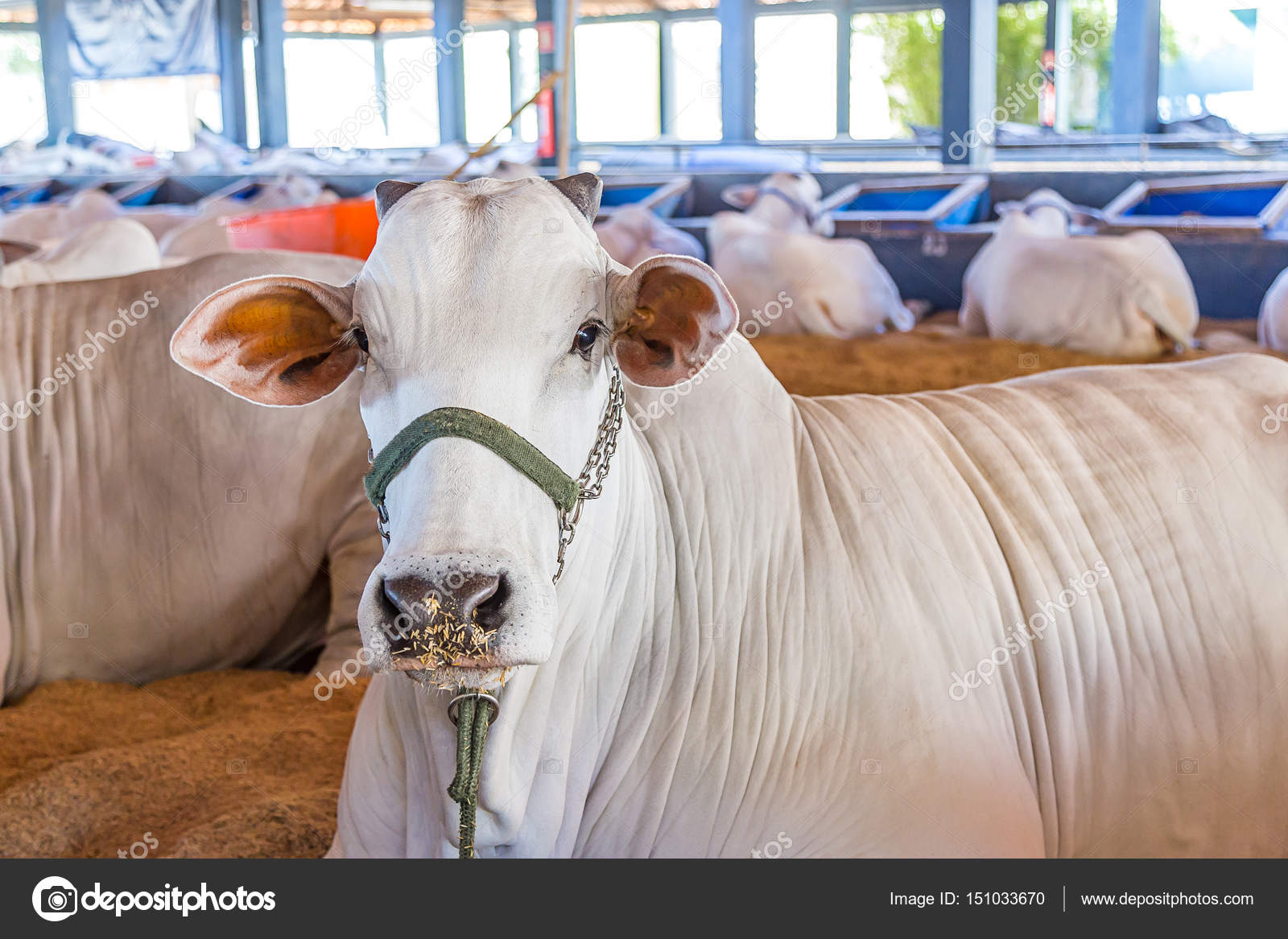 Brazilian Nelore elite cattle in a exposition park Stock Photo by ...