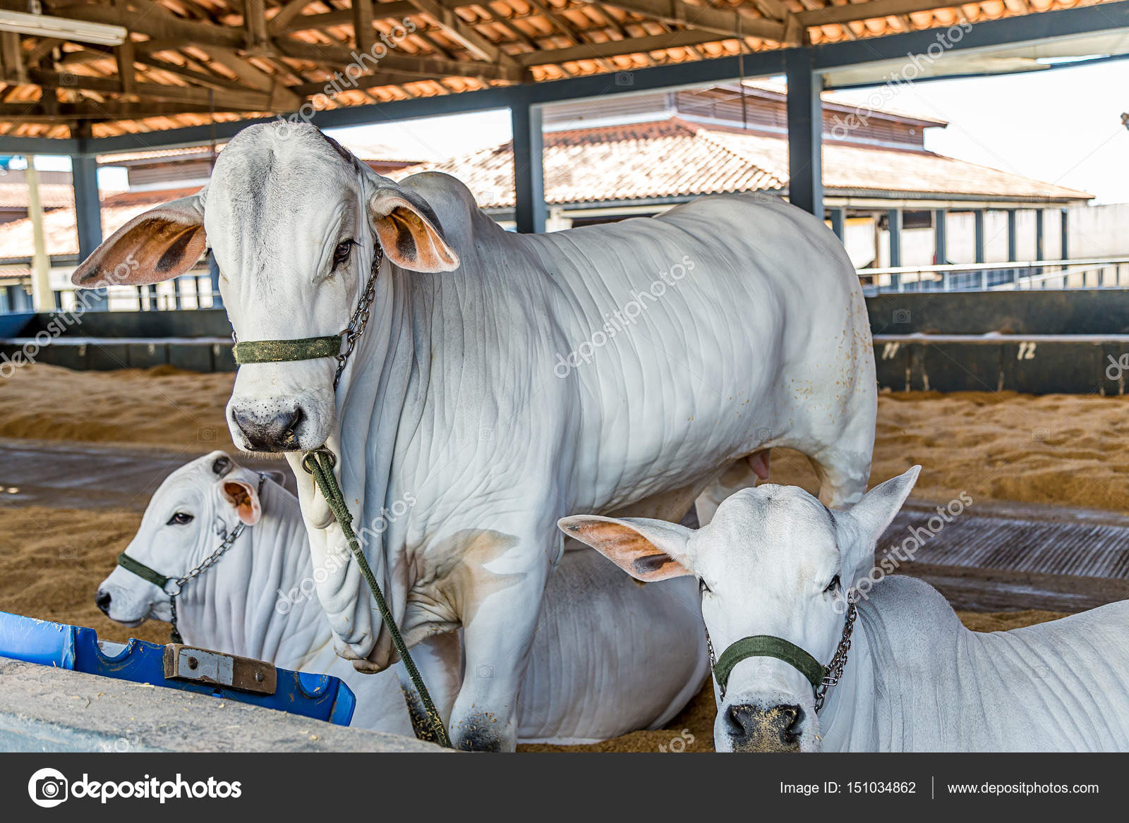 Brazilian Nelore elite cattle in a exposition park — Stock Photo ...