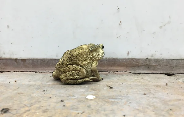 Poop toad Stock Photos, Royalty Free Poop toad Images | Depositphotos