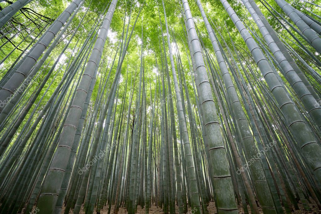 Bosque de bambú en Sagano Arashiyama, Kyoto, turismo de Japón 2023