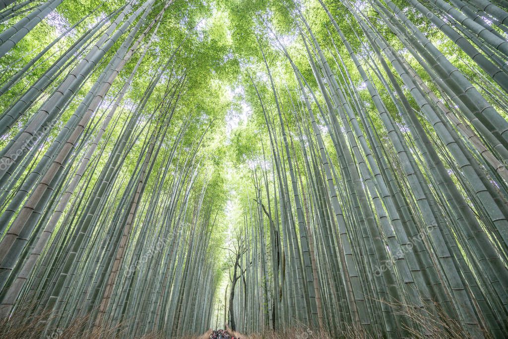 Bosque de bambú en Sagano Arashiyama, Kyoto, turismo de Japón 2023
