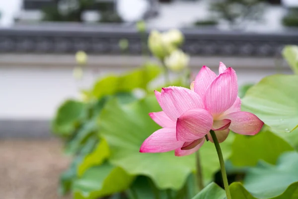 Lotus and buddha Stock Photos, Royalty Free Lotus and buddha Images ...