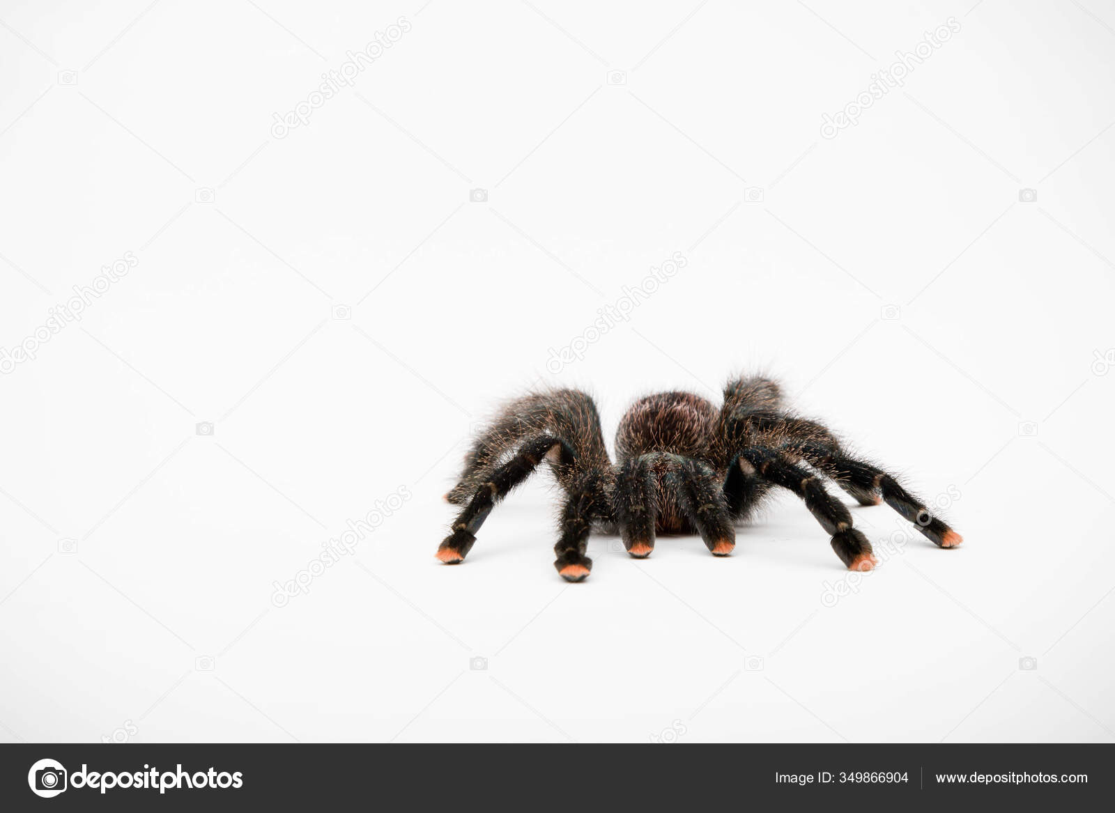 Pink Toe Tarantula Isolated White Background Stock Photo by ...