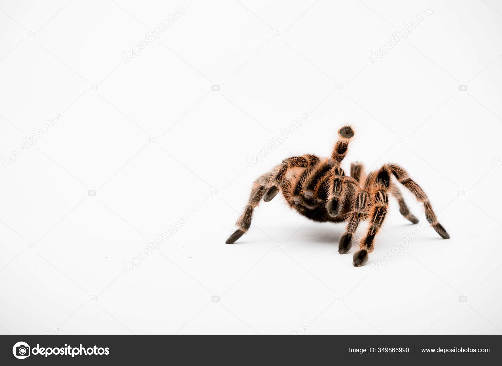 Una Araña Tarántula Chile Rosa Aislada Sobre Fondo Blanco — Foto de ...