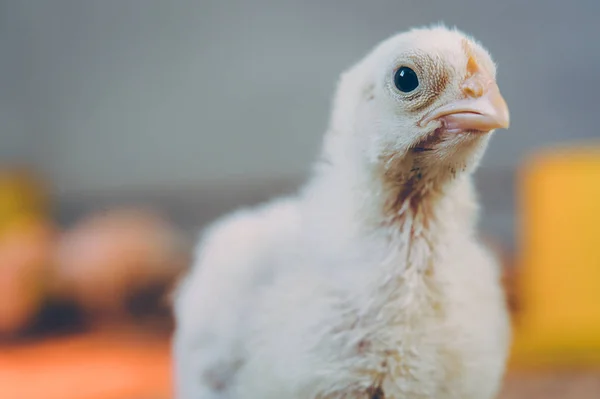 little small broiler poultry white chick bird - Stock Image - Everypixel