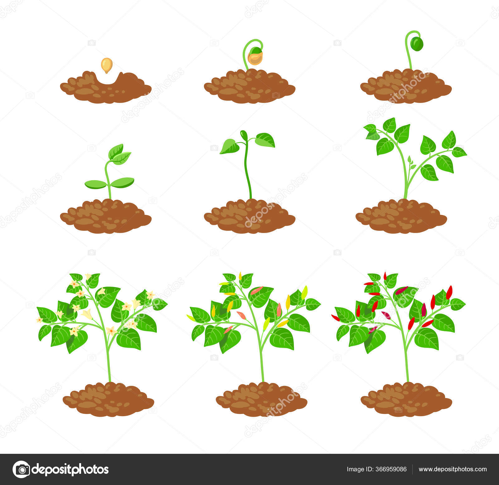 Chilli Pepper Plant Growth Stages Infographic Elements. Chili Sapling ...